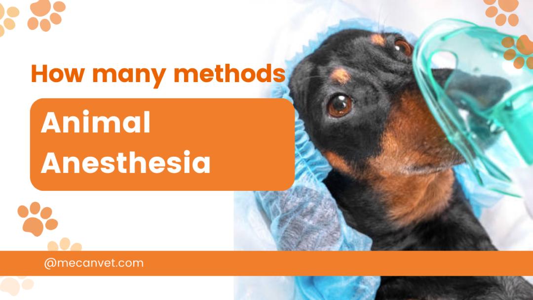 Animal Anesthesia Methods